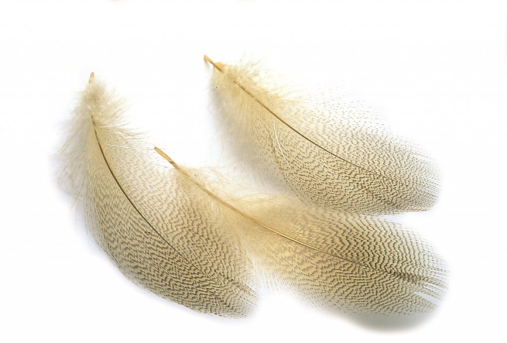 Feather