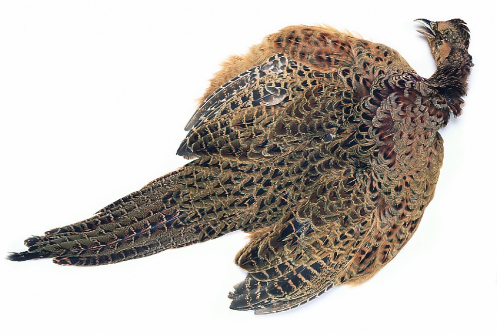 Feather